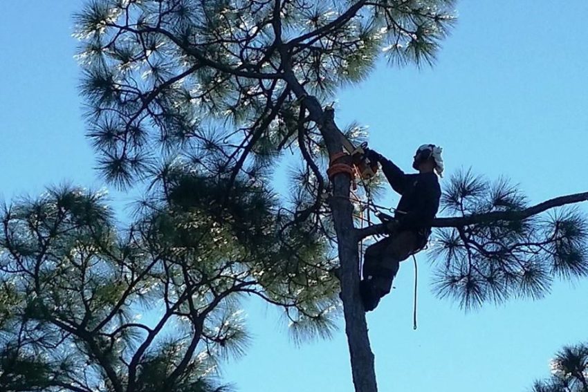 Tree Removal in Stuart | Out on a Limb Tree Services