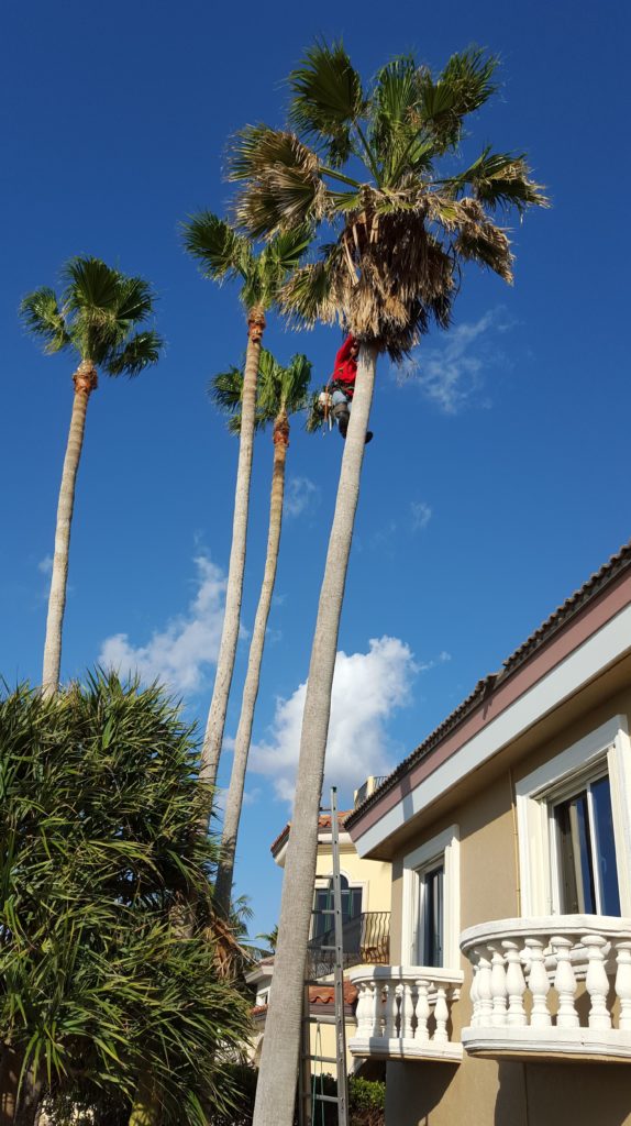 Tree Removal in Stuart | Out on a Limb Tree Services